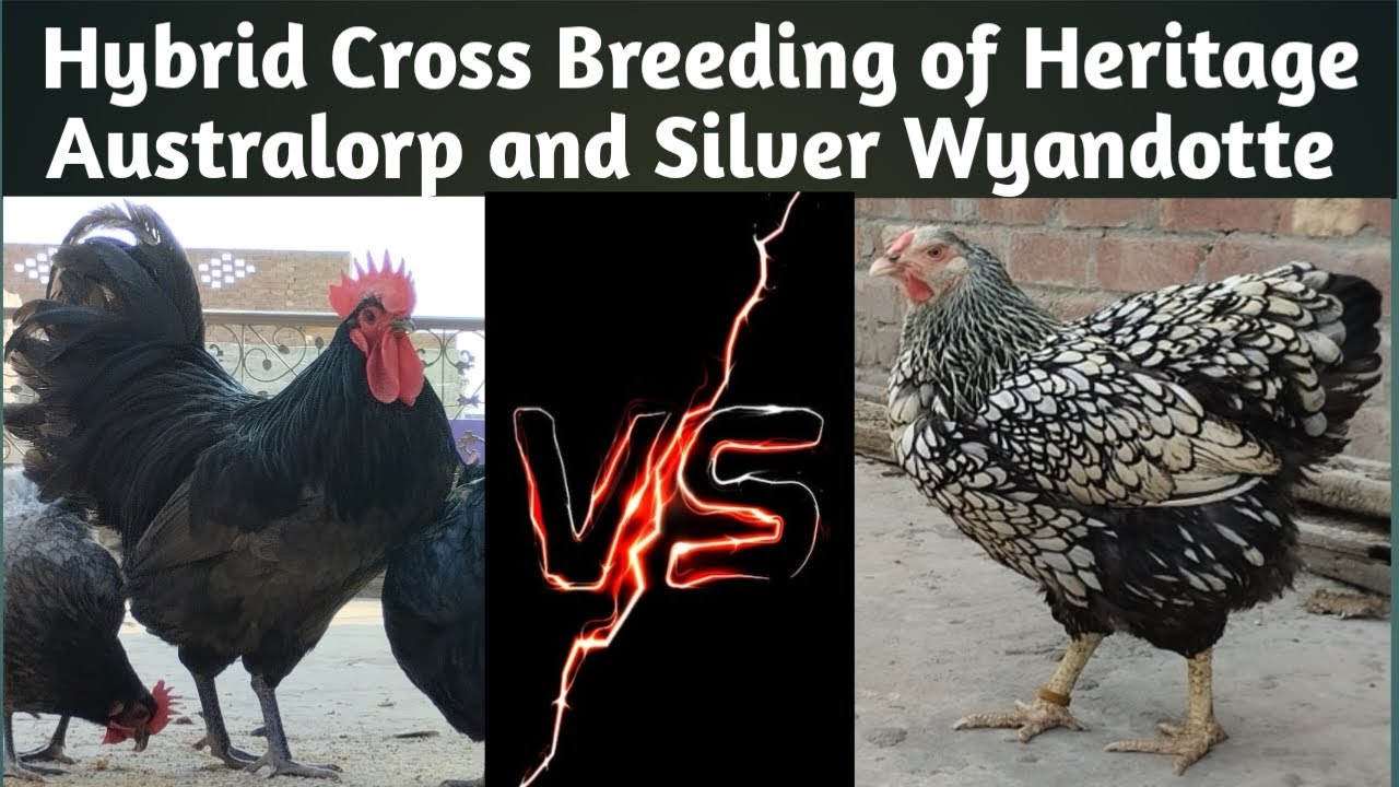 hybrid cross breed animals, Australorp Vs Silver Wyandote - YouTube