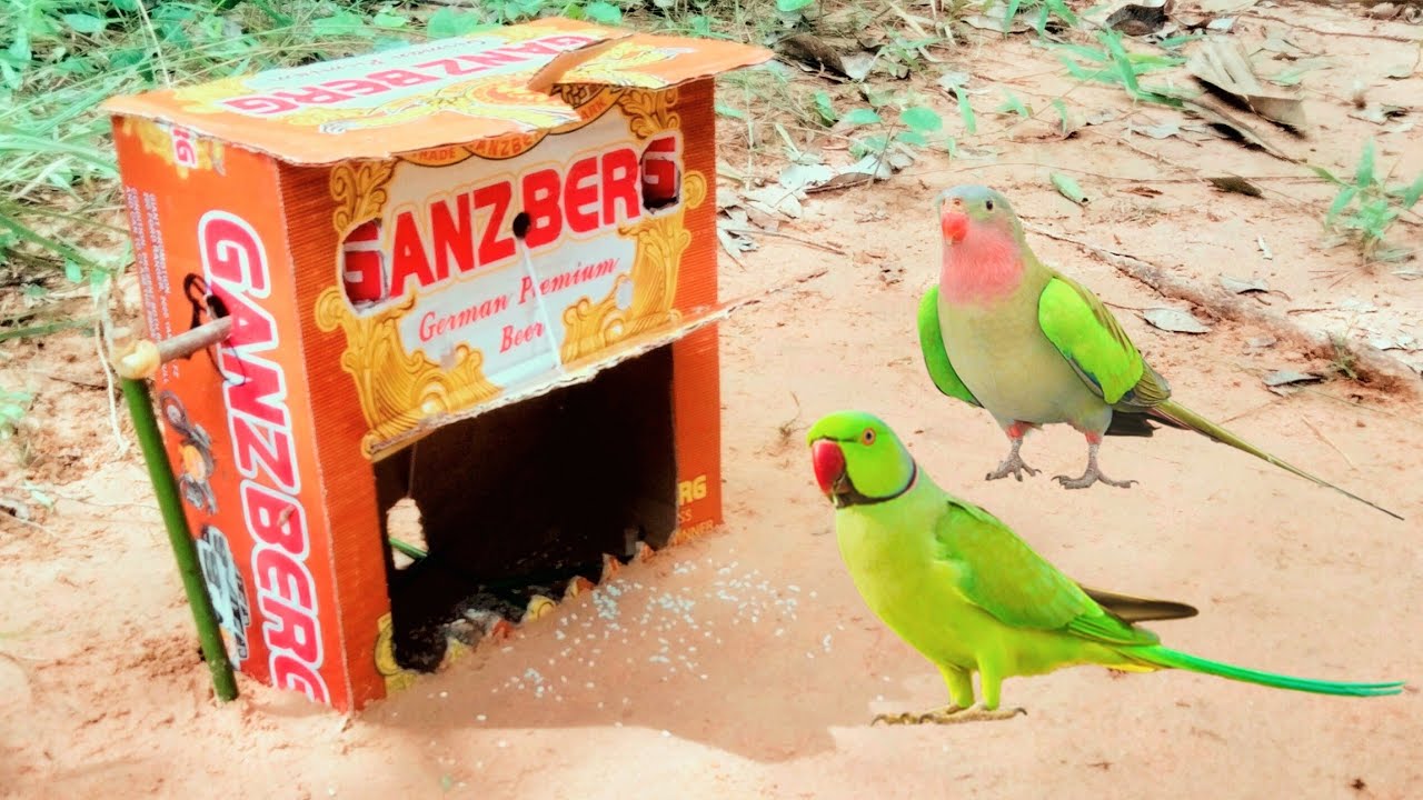 Best Unique Bird Trap Using Cardboard box | Easy Bird Trap - YouTube