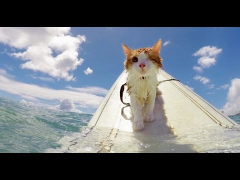 Funny Cats in Water Compilation 2016 - YouTube