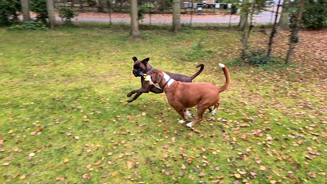 Slowmo fun play with Boxer Rex and Sammie 😁 - YouTube
