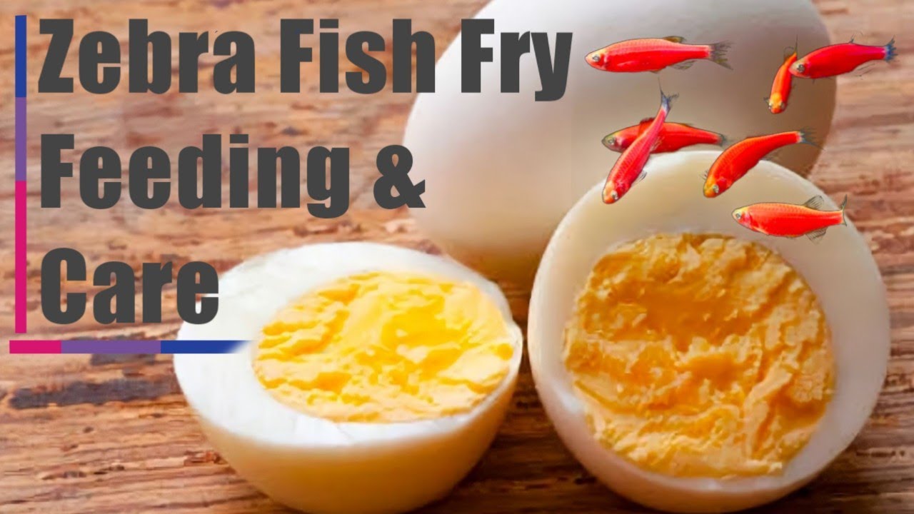 Zebra fish fry (egg) feeding and care || জেব্রা মাছের বাচ্চা কে ...