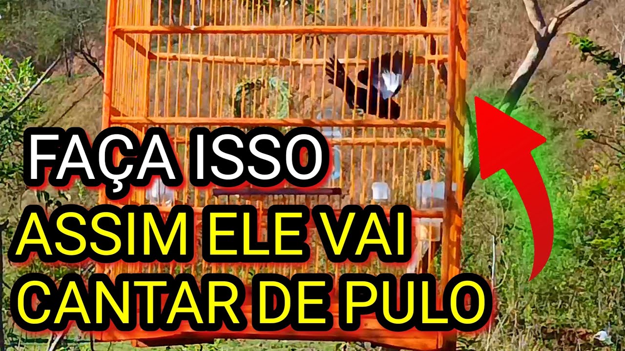 COMO FAZER O TIZIU CANTAR DE PULO | TIZIU CANTANDO DE PULO EM 5 DIAS ...