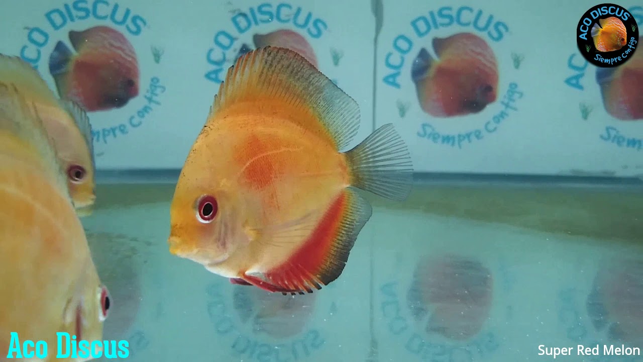 #Discus #Super_Red_Melon #AcoDiscus #Disponible - YouTube