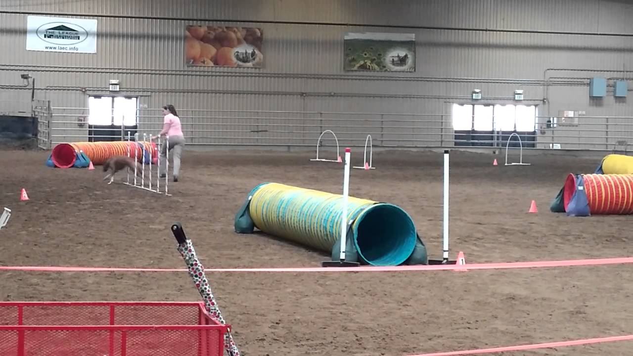 NADAC agility Morgie Nov. 2015(1) - YouTube