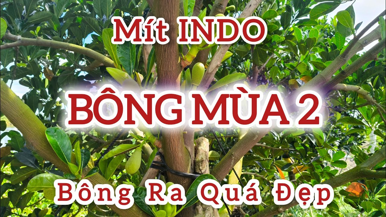 MÍT INDO VỤ 2 350 CÂY, MÙA NGHỊCH BÔNG RA QUÁ ĐẸP. - YouTube