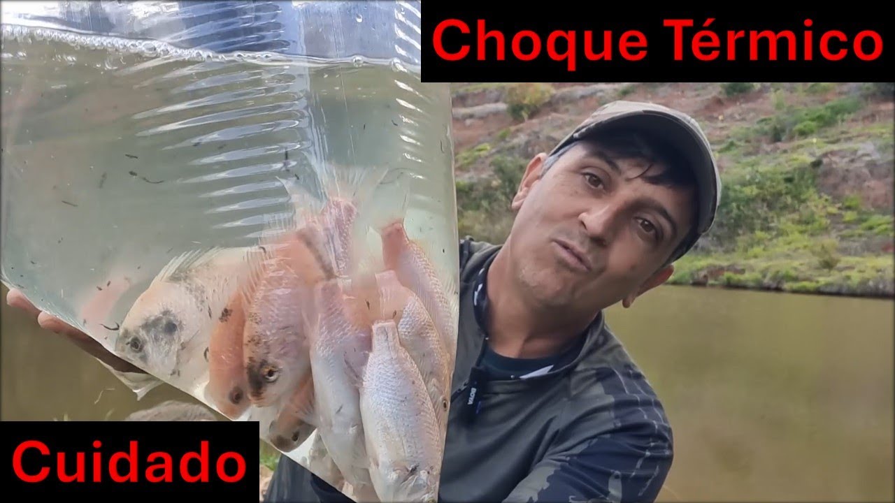 Choque Térmico em Peixes!! Cuidado. - YouTube