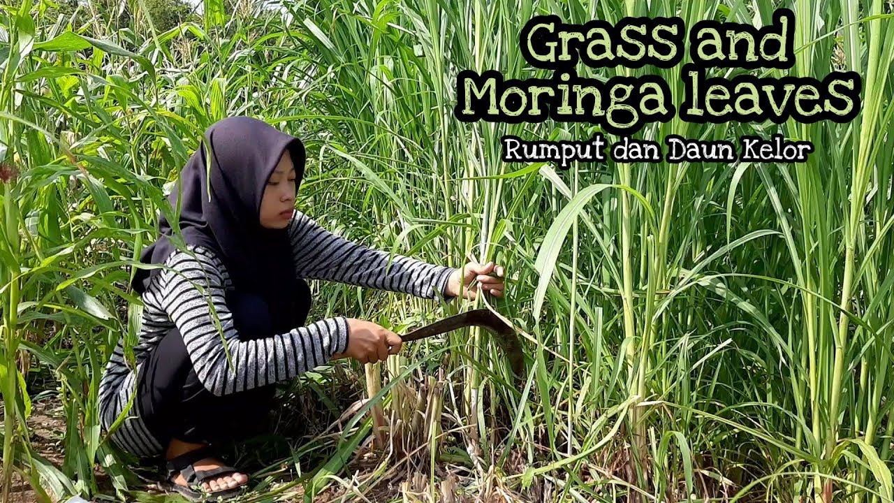 Cari Rumput (Grass) dan Masak di Desa || Sayur Daun Kelor (Moringa ...