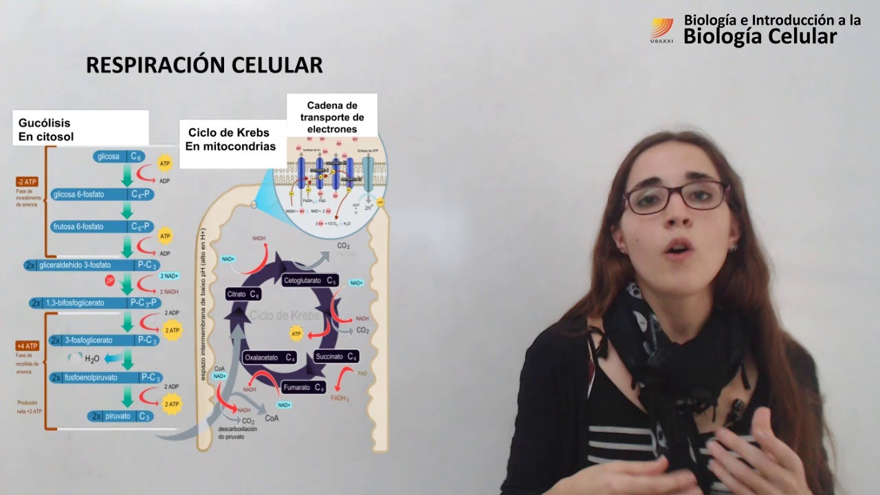 39. Biología Celular: Respiración celular. - YouTube