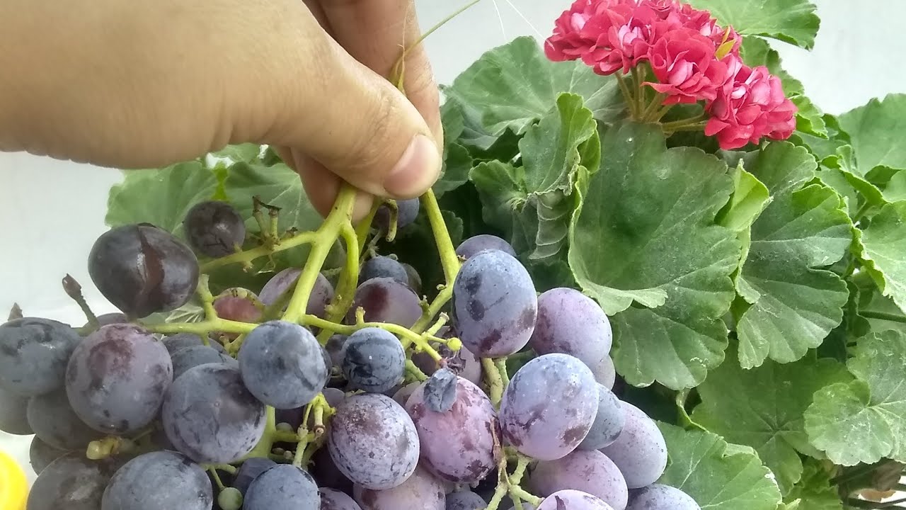 Purple Grapes 🍇 at Gilgit Baltistan/Nature gives gift for his creations ...