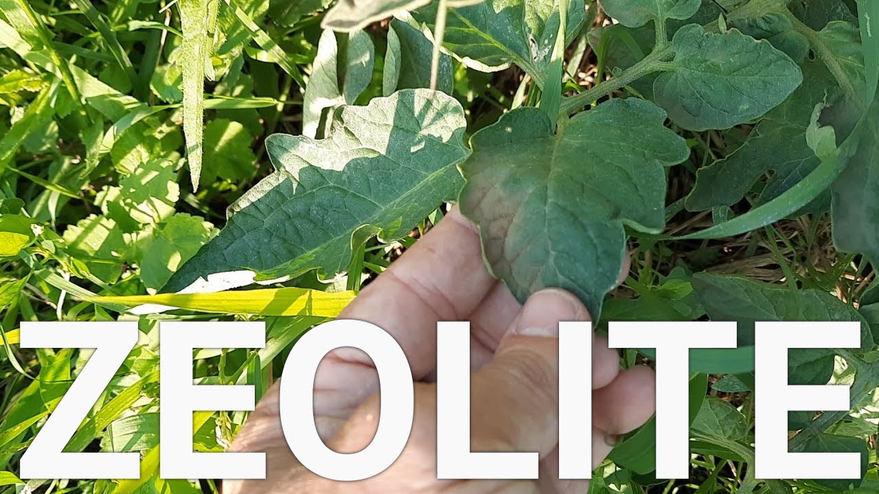ZEOLITE nell'orto! Per peronospora e cimici sui pomodori! - YouTube
