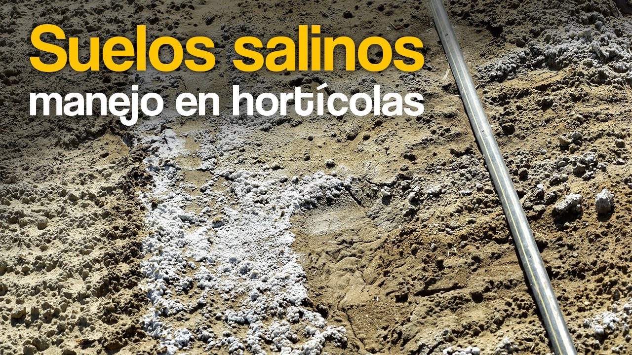 Manejo de la salinidad en cultivos hortícolas - YouTube