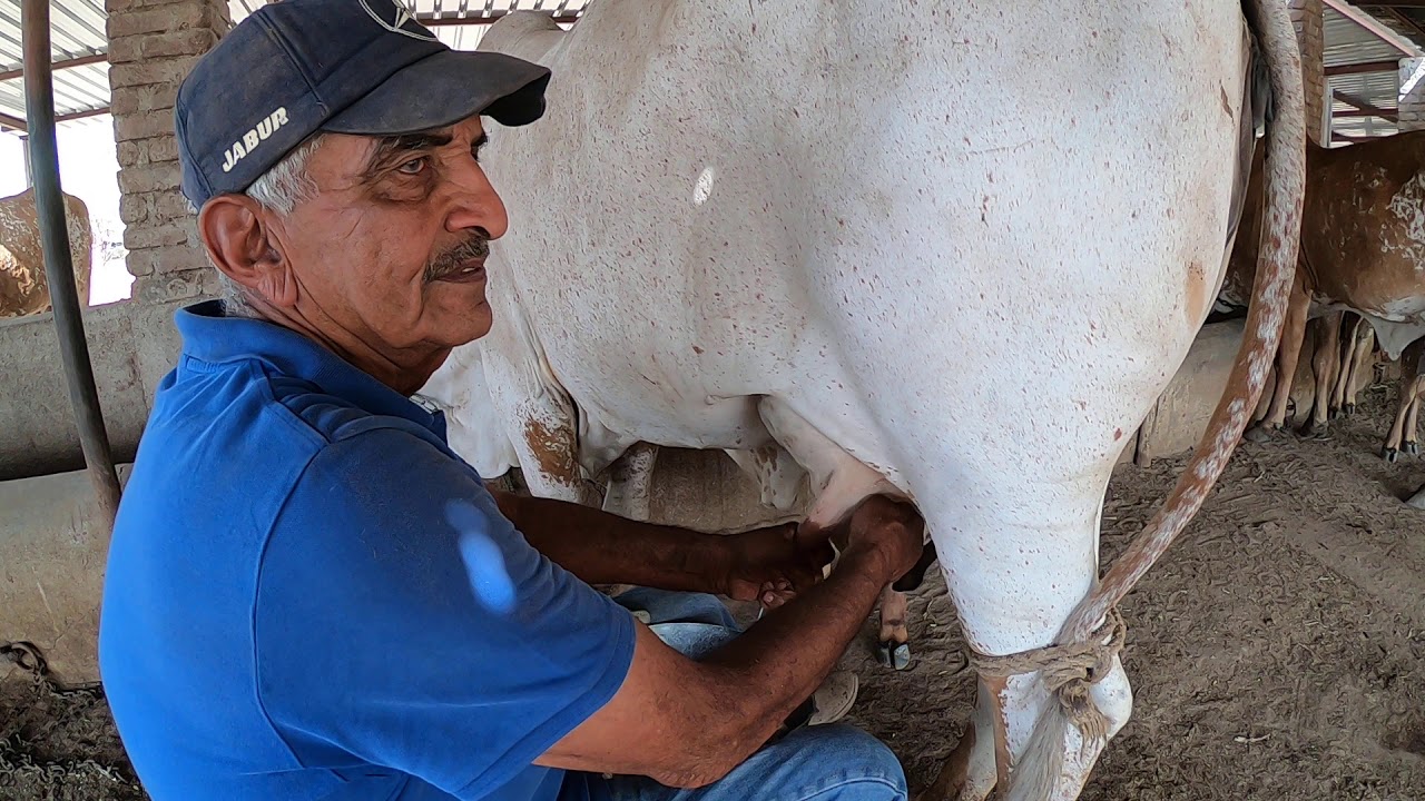 World's number 1 Top Gir Cow breeder Pradip Sinh Roal Bapu, Best Gir ...
