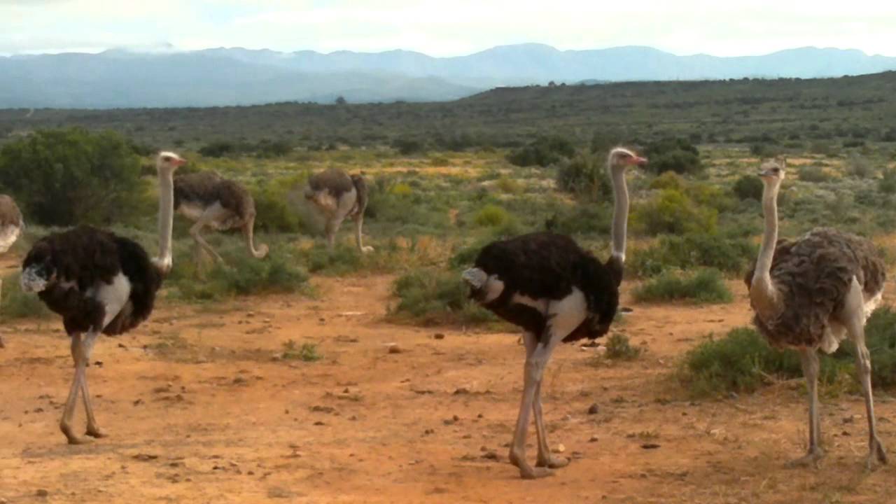 Mr.BONK talking to ostriches - YouTube