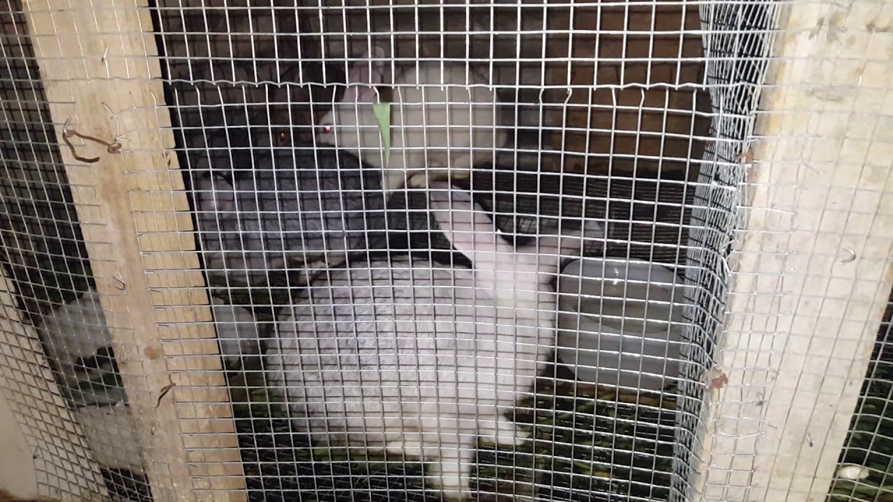 jahwayne start with 4 females and 1 buck Rabbit - YouTube