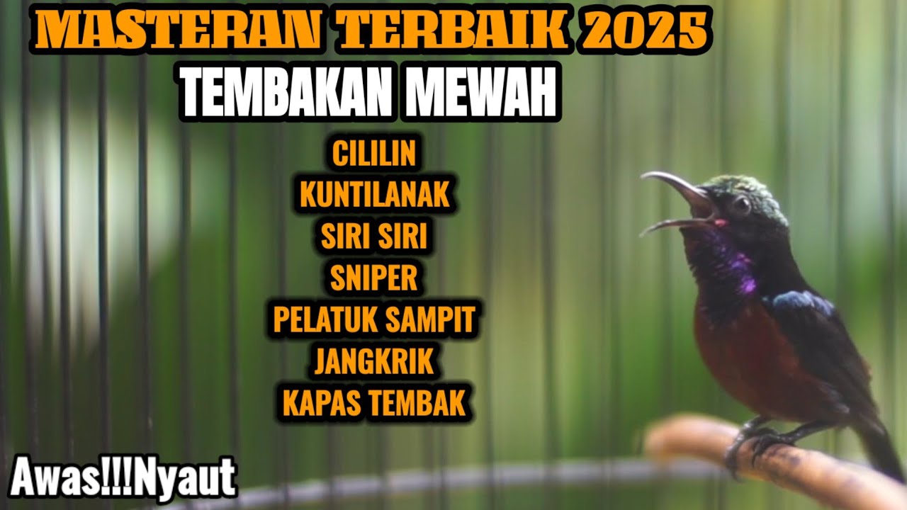 SUARA BURUNG KONIN GACOR LANGSUNG RESPON DENGAR SUARA KOLIBRI NINJA ...