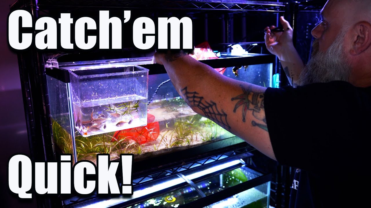 They Didn't Stand a Chance: How to Catch Aquarium Fish Like a PRO ...