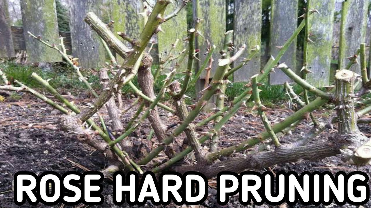 How to prune rose plant | for more bloom flower | rose tips & care ...