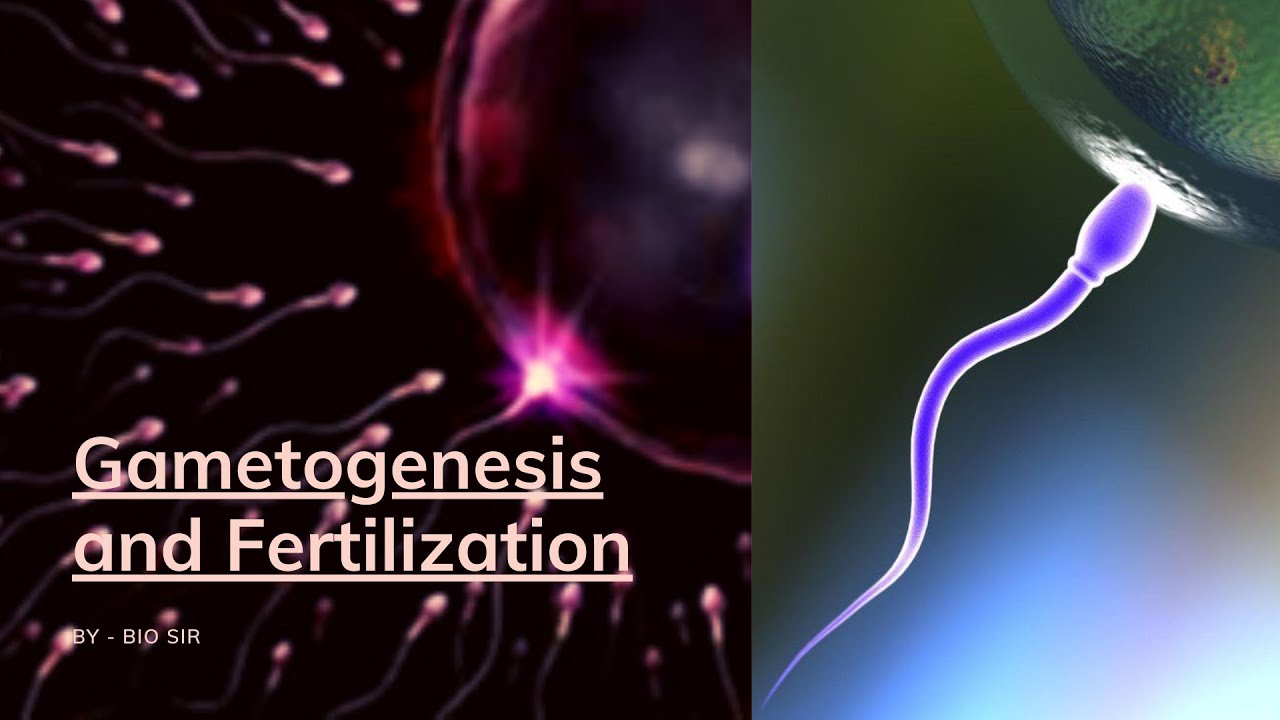 Gametogenesis and Fertilization - YouTube