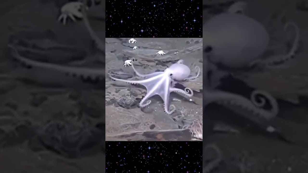 Hydrothermal Vent Octopus