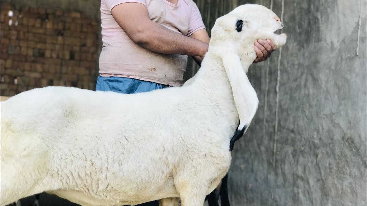 breeds of goat fram kajli - YouTube