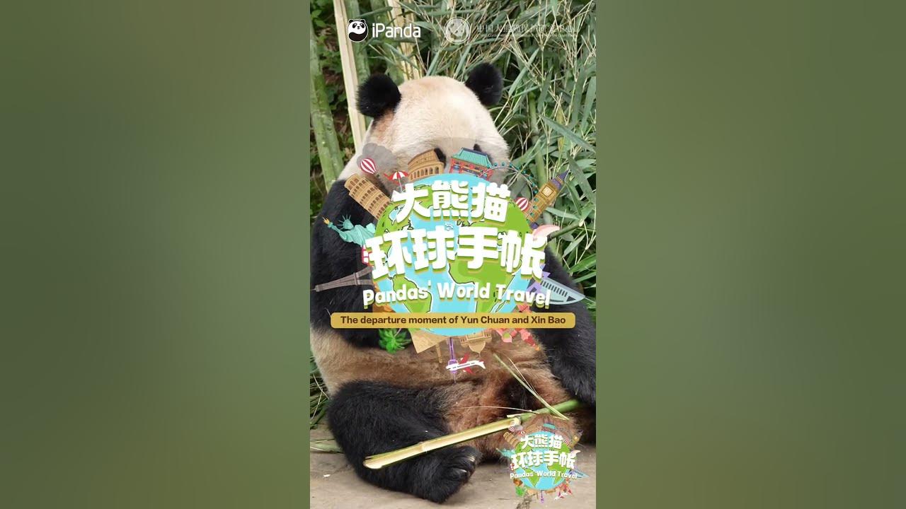 【Pandas' World Travel】The Departure Moment Of Yun Chuan And Xin Bao | iPanda - YouTube