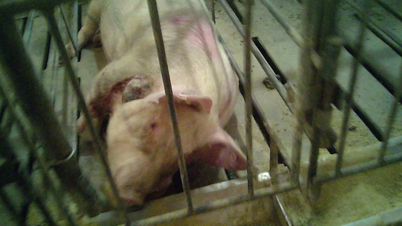 Penny the Pig: Undercover Investigation - YouTube