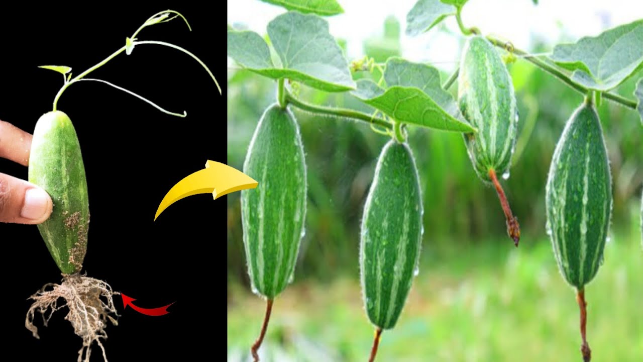 How to grow parwal plant and many fruits at home, simple propagate ...