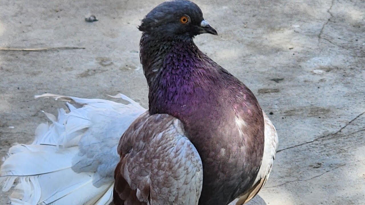Original Siraji Pigeon #Pigeon - YouTube