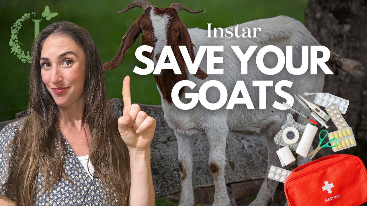 How to Save Your Goat: Emergency Goat First Aid - YouTube
