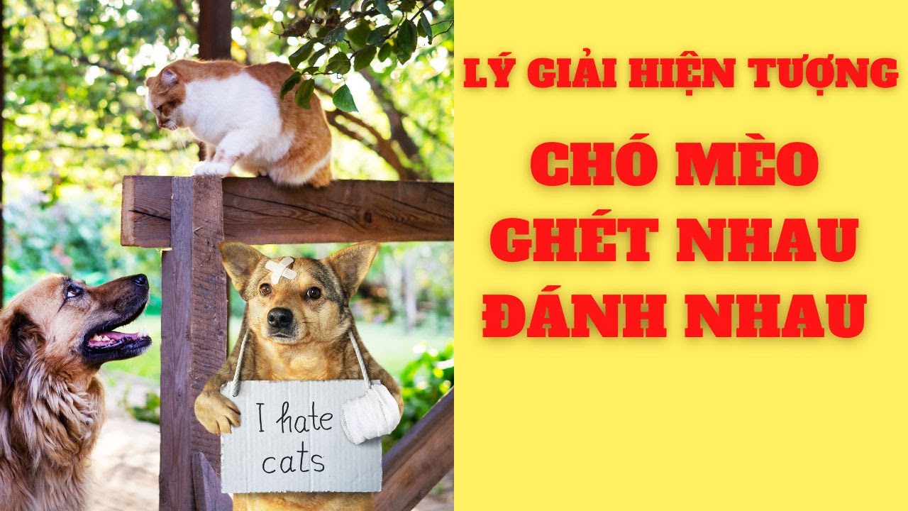 Tại sao chó mèo ghét nhau đánh đuổi nhau suốt ngày? Why Do Dogs and ...