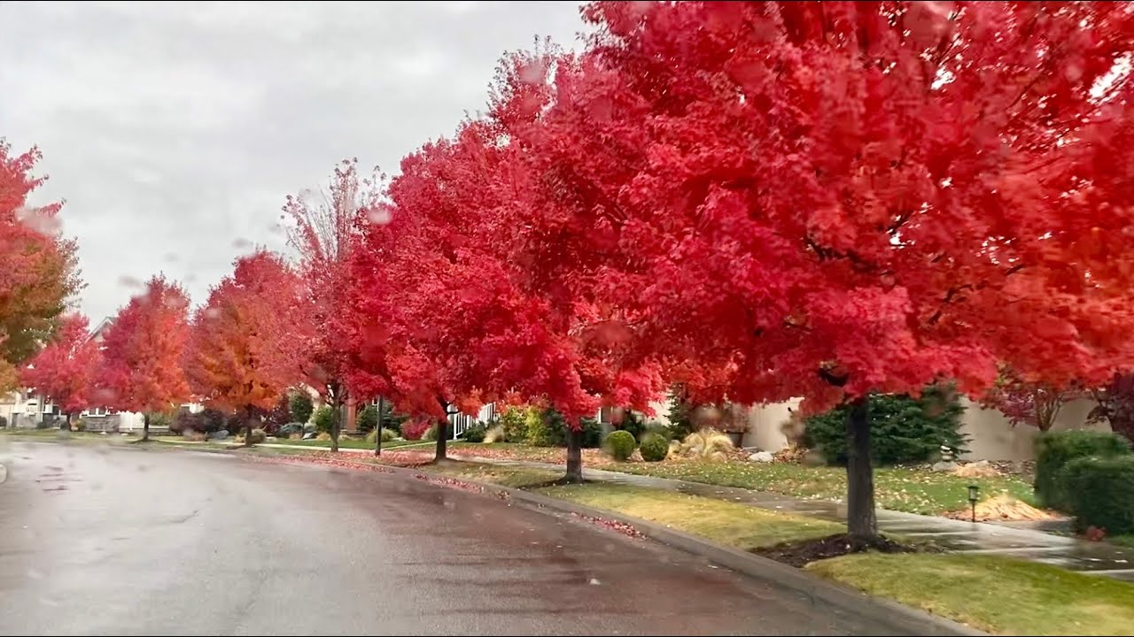 Stunning Fall Colors ASMR Driving - YouTube