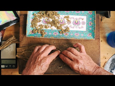 How A Professional Cigar Roller Rolls A Blunt