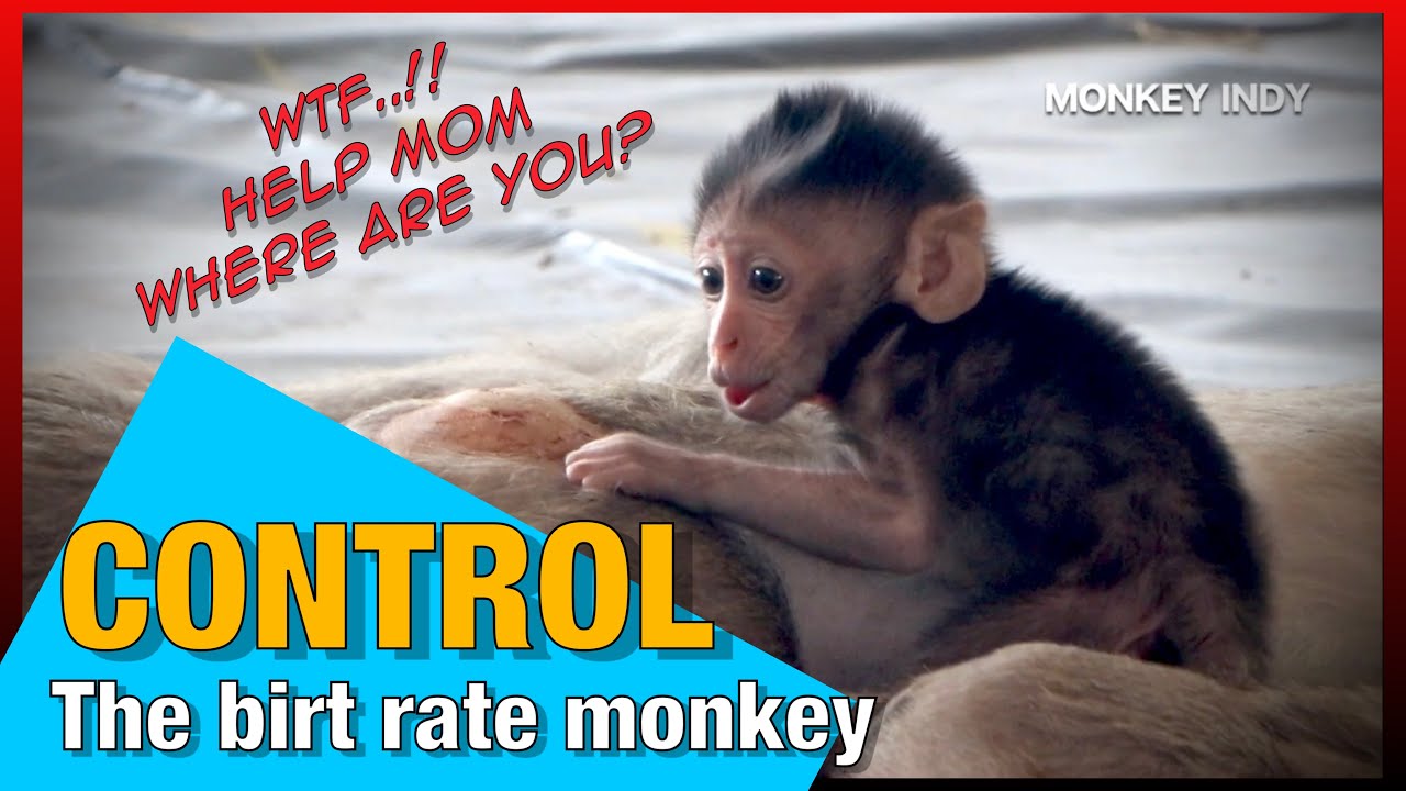 Control the birth rate monkey. - YouTube