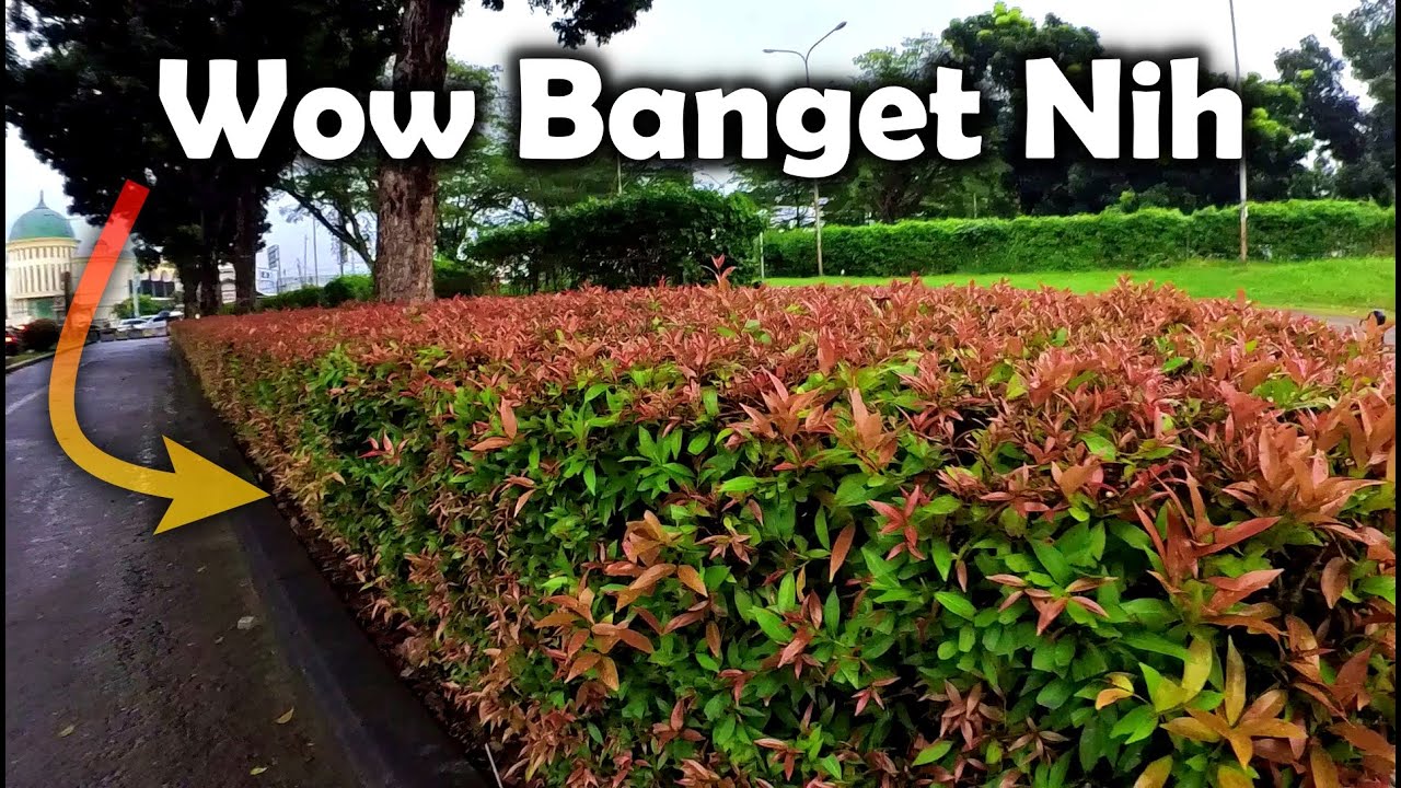 Sumpah Keren Banget Nih Pagar Hidup Pucuk Merahnya - YouTube