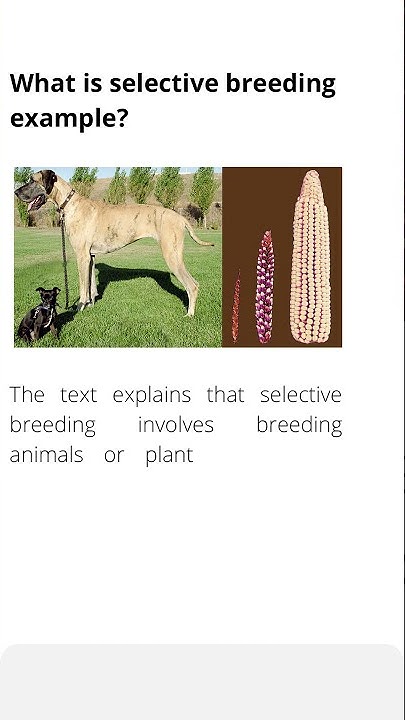 What is selective breeding example? - YouTube