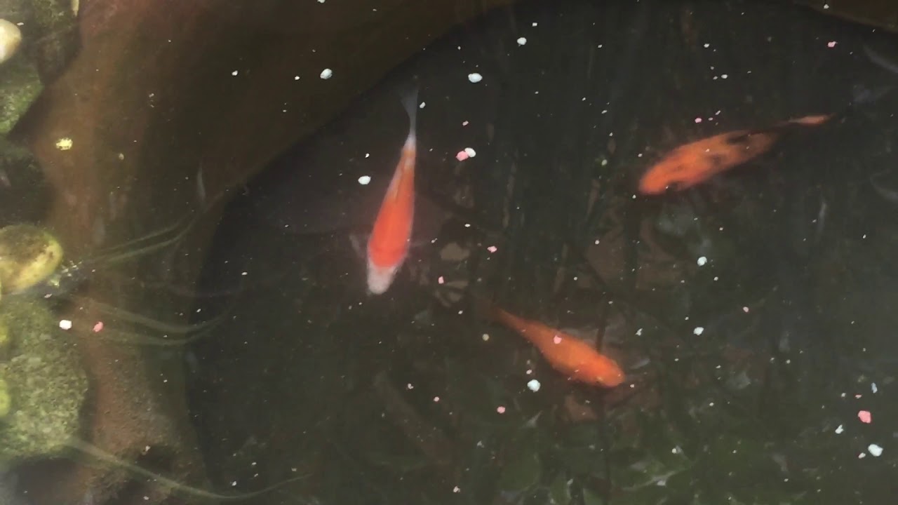 BALCONY GARDEN POND WITH FISH BUTUAN PHILIPPINES - YouTube