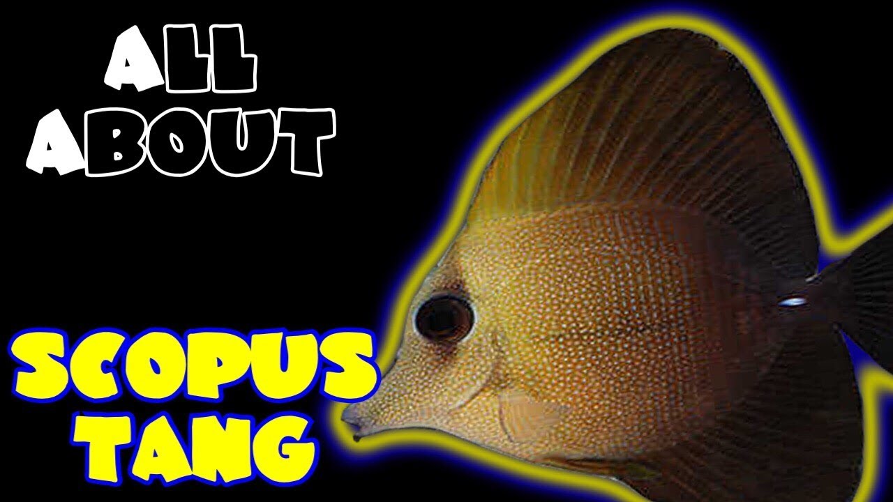 All About The Scopus Tang - YouTube