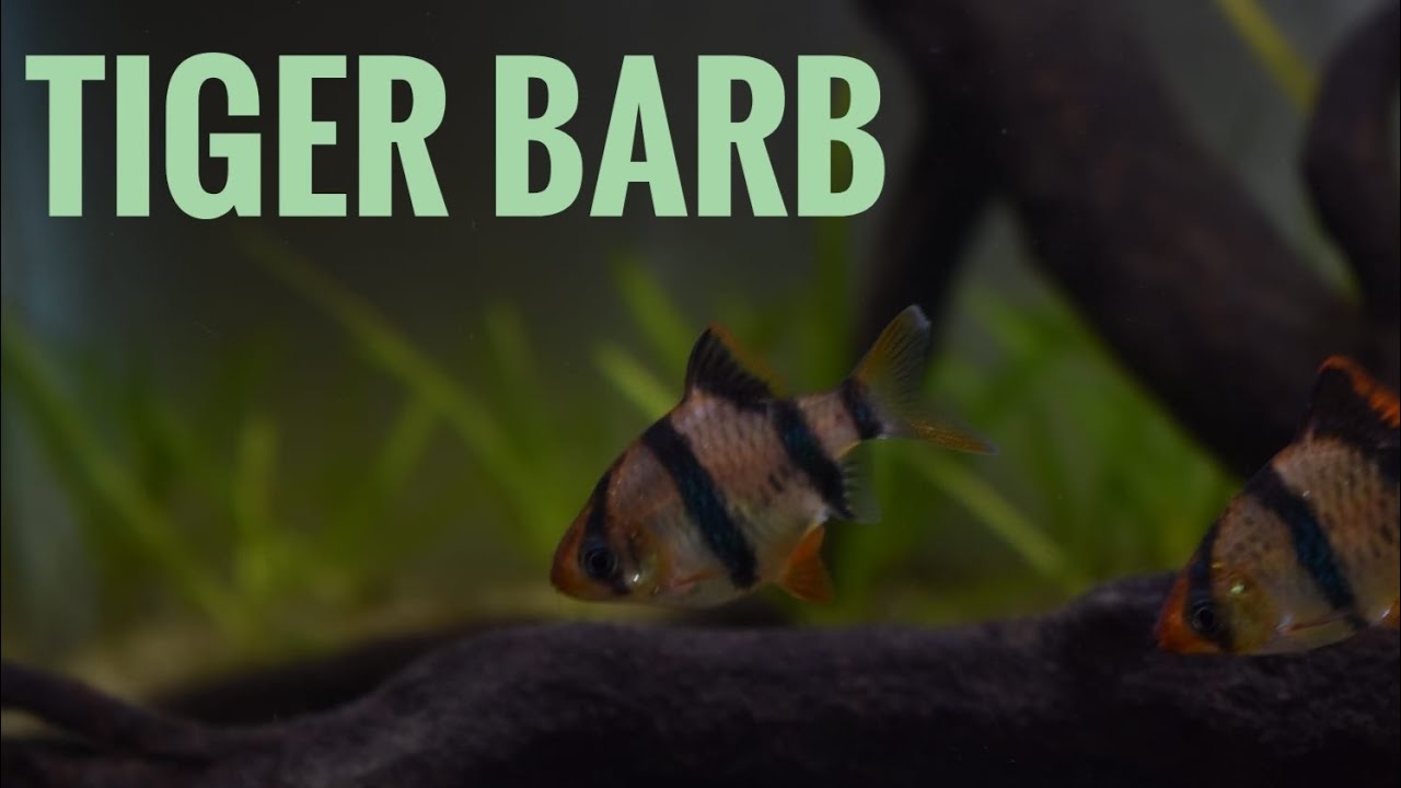 Tiger Barb care and breeding - YouTube