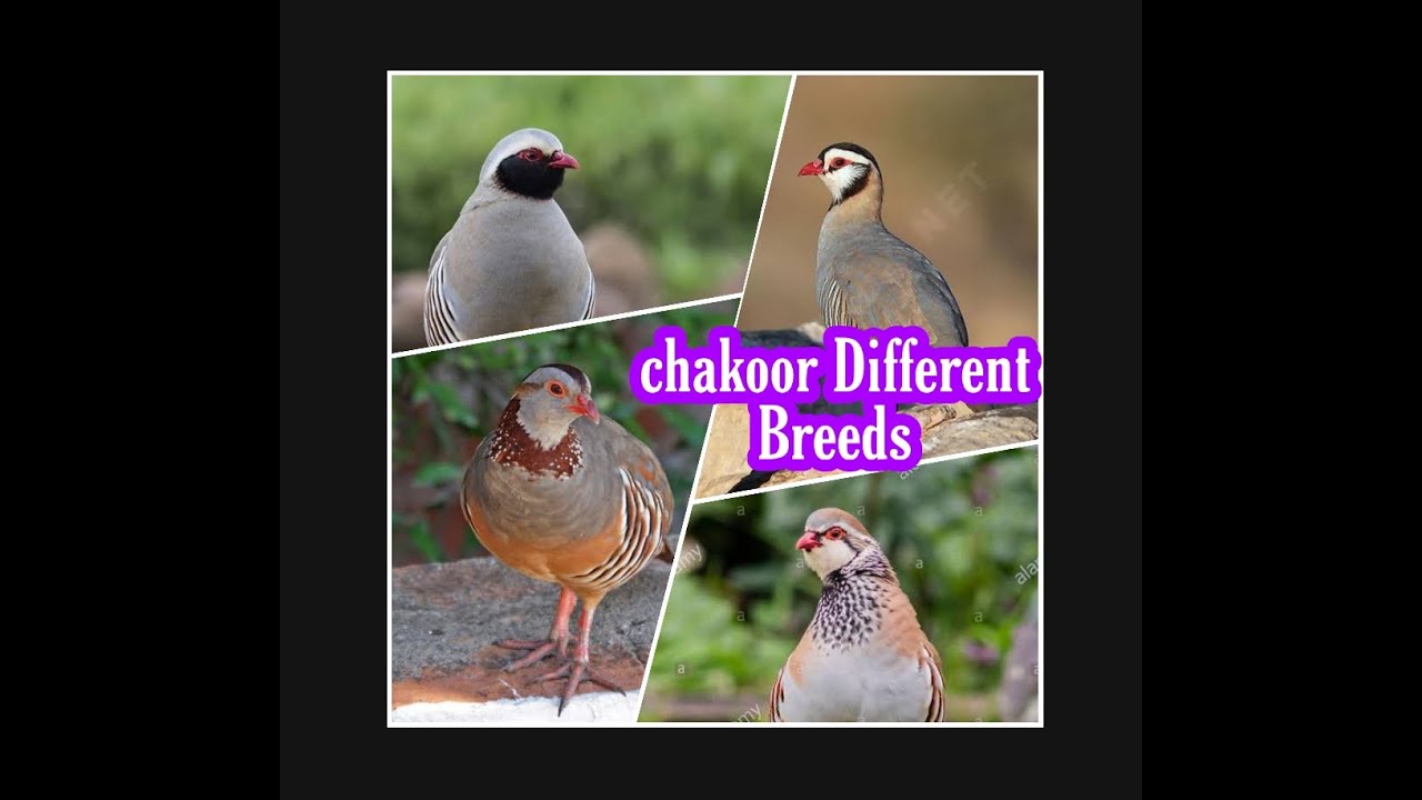 Different Breeds of Chukar Partridge - YouTube