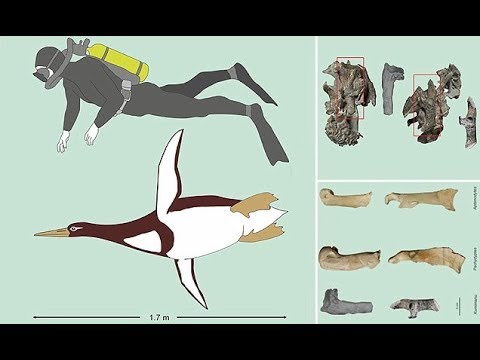 60 million year old giant penguin stood at 5ft 8ins