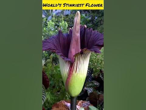 World's Stinkiest Flower Facts #shorts #facts #trending #corpseflower ...