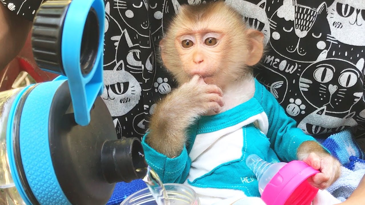 Amazing Day! Cute Monkey Abbey Serious Face Waiting For Milk TO BE ...