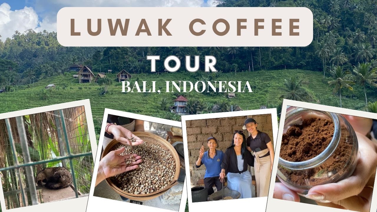 Cat Poop Coffee or Luwak Coffee: How They Make this Expensive Coffee ...