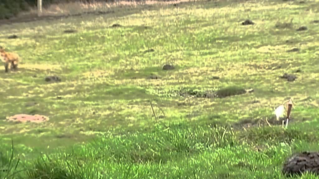 Shotgun Shooting Fox - YouTube
