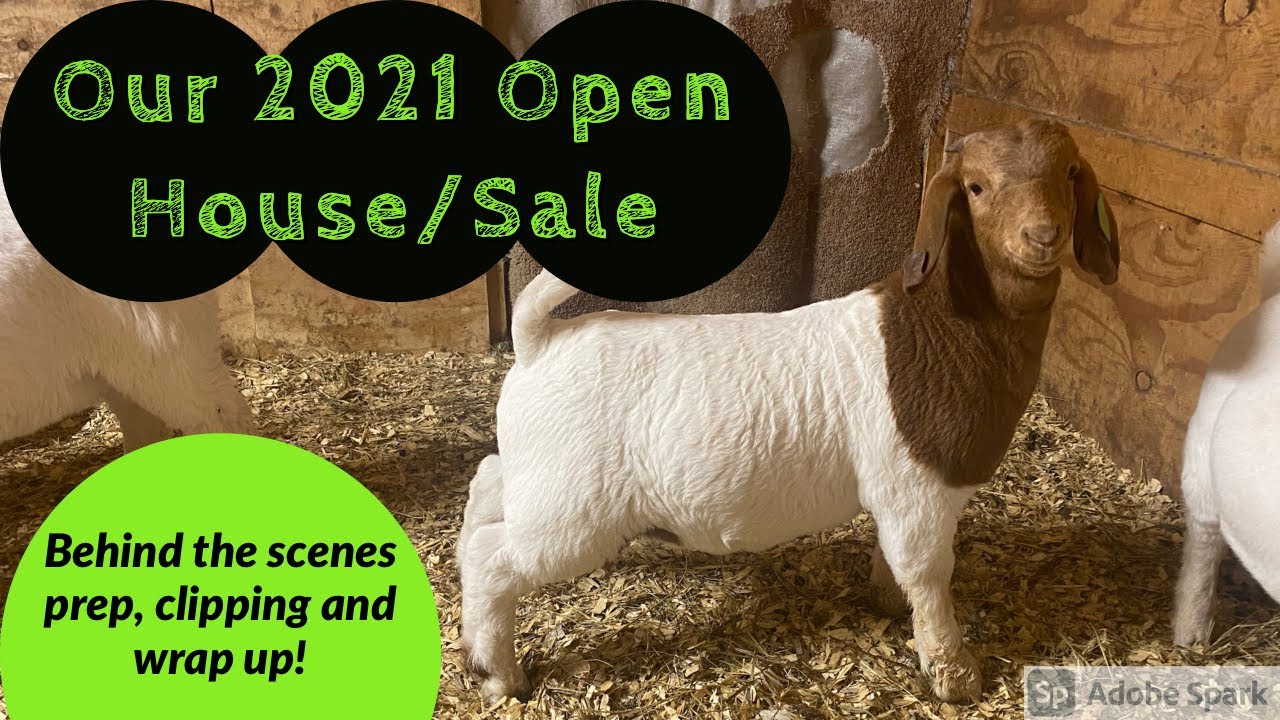 Our 2021 Open House/Sale | Prepping, Clipping, and After Thoughts ...