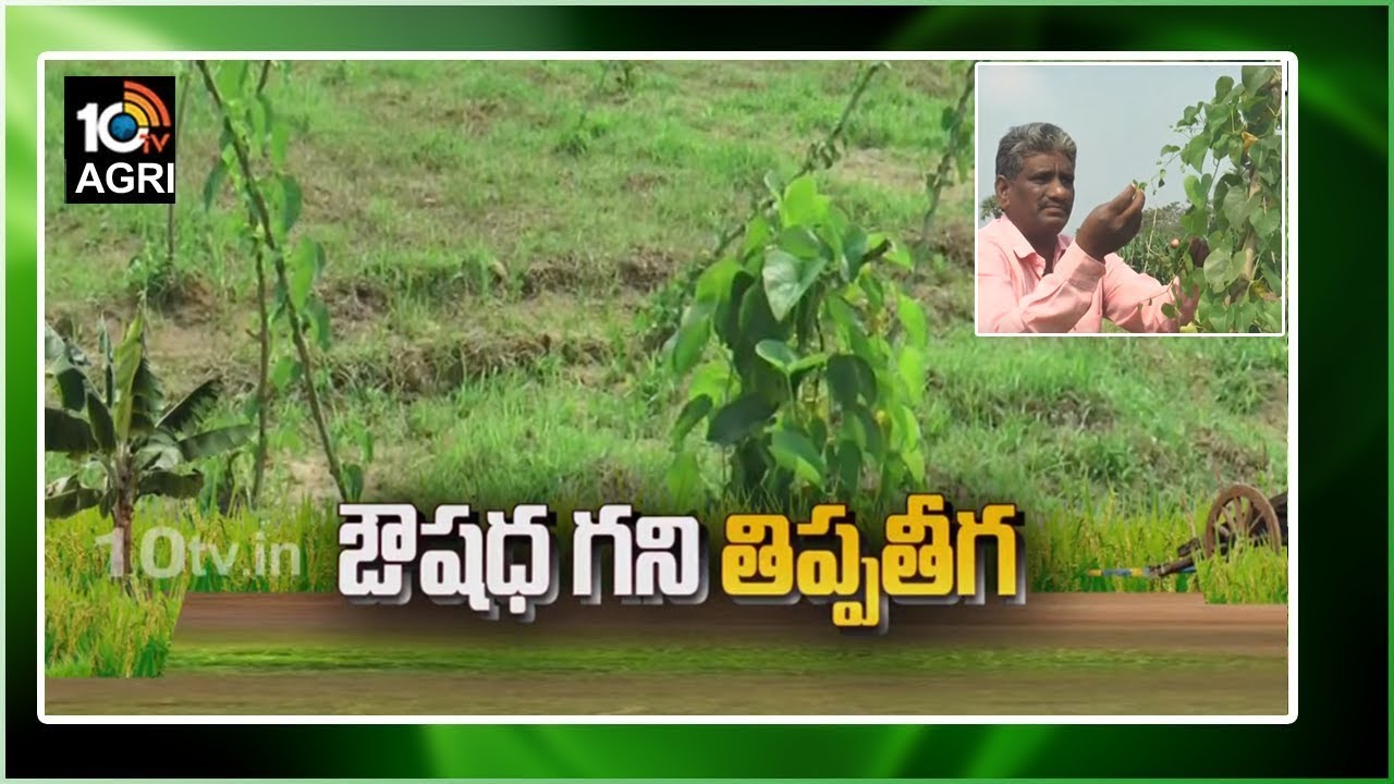 తిప్పతీగతో రోగాలు మాయం | Amaging Benifits With Tippateega (Giloy ...