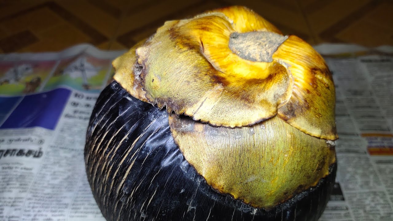 பனம்பழம் சுட்டு சாப்பிடும் முறை | Palm Fruit Recipe | Panam Palam ...