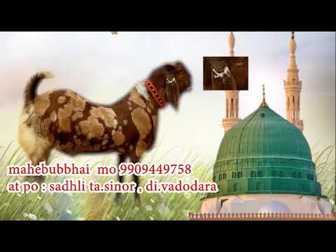 Mahebub rathid sadhali. Is bakre ke right kan pe mohammmad likha huva ...