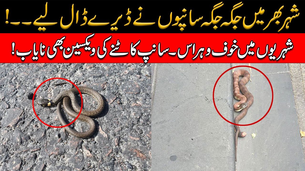 Exclusive | Snakes In City | Shocking News | 24 News HD - YouTube