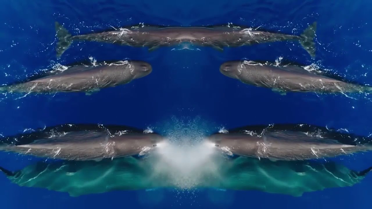 Nature Montage - YouTube
